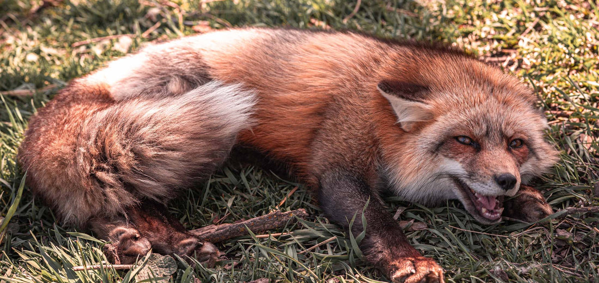 Save A Fox – Eagle Rock WERKSHOP